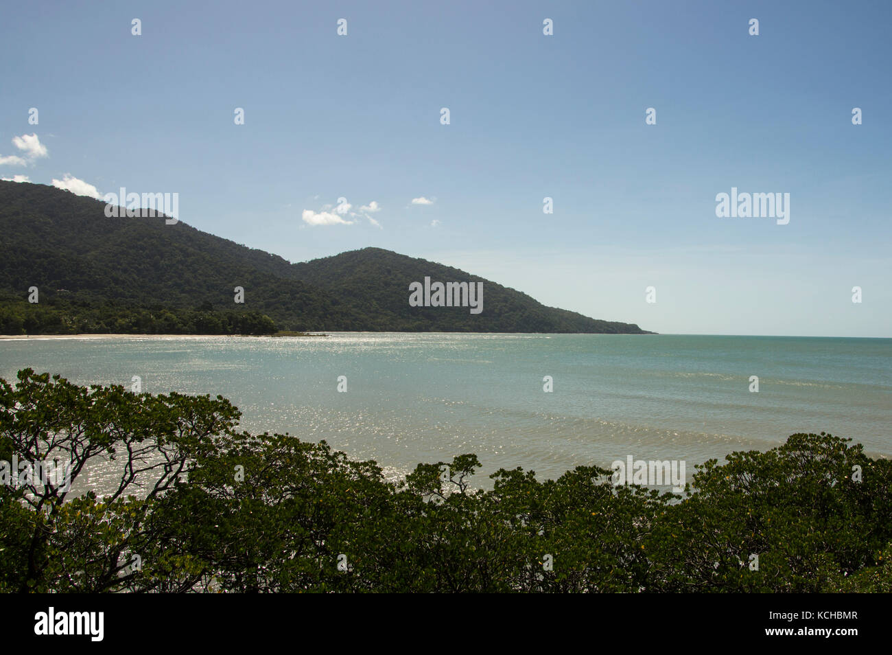Tree trunk texture closeup Queensland Australia Stock Photo - Alamy