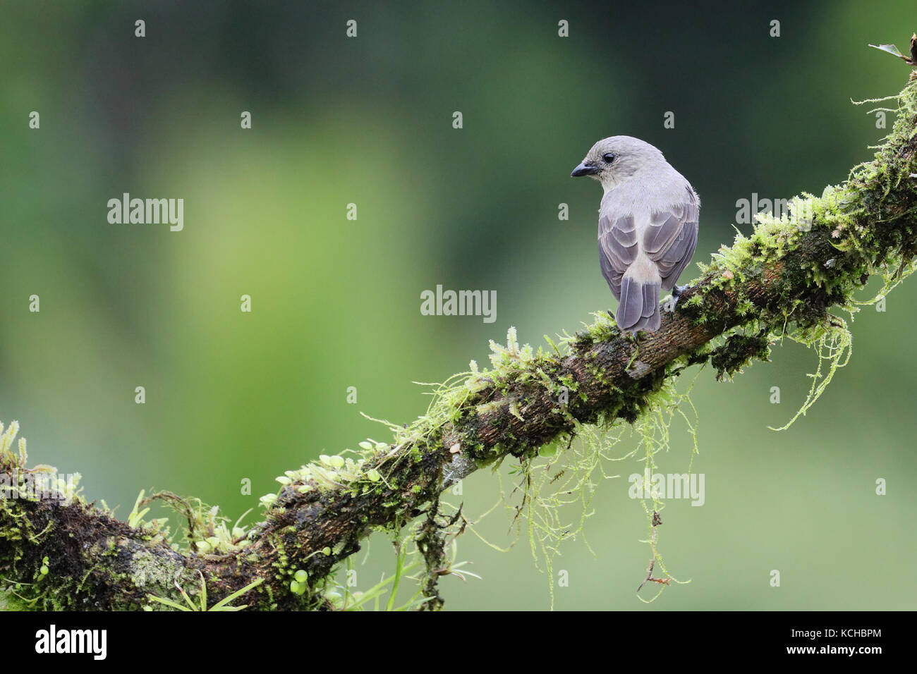 Plain coloured tanager hi-res stock photography and images - Alamy