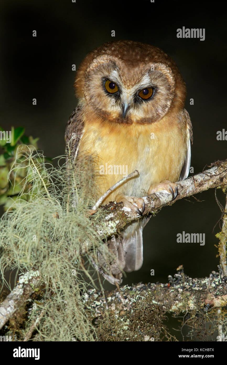 Unspotted saw whet owl hi-res stock photography and images - Alamy