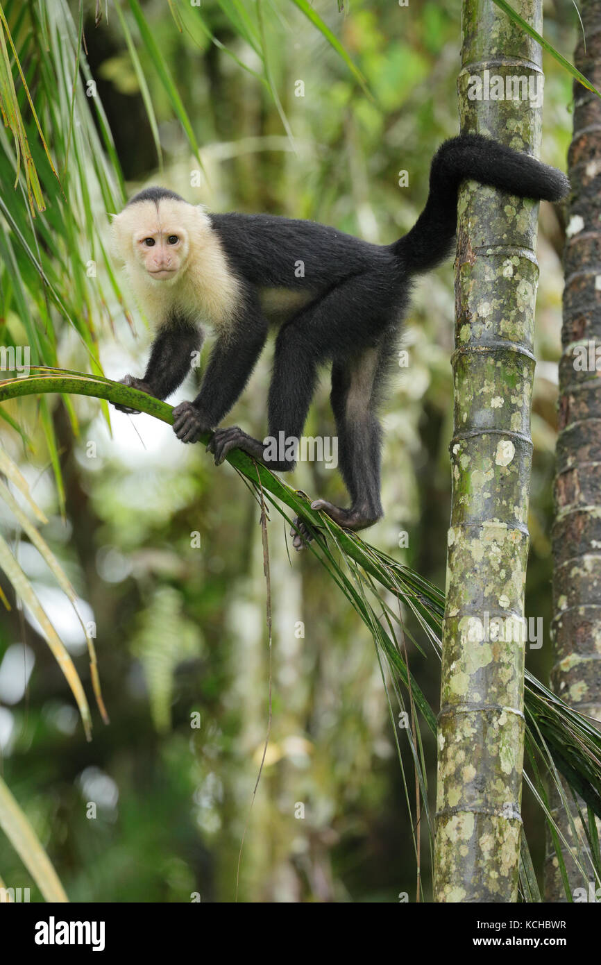 White faced monkey hi-res stock photography and images - Alamy