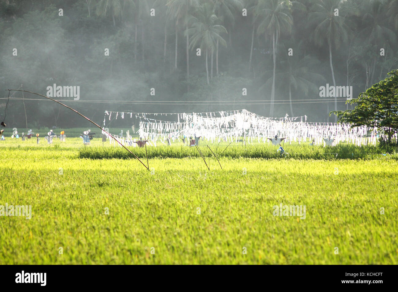 Rice paddy agriculture hi-res stock photography and images - Alamy