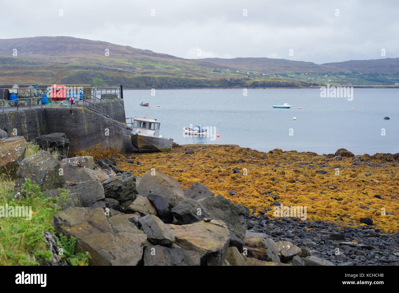 Low tide showing bright yellow seaweed on sea shore at Loch Pooltiel ...
