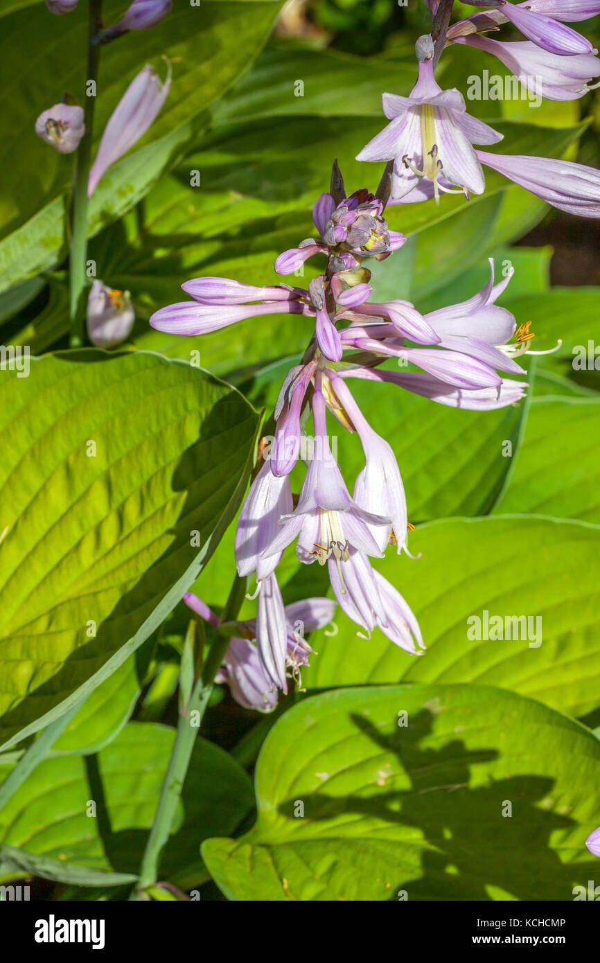 Hosta close up hi-res stock photography and images - Alamy