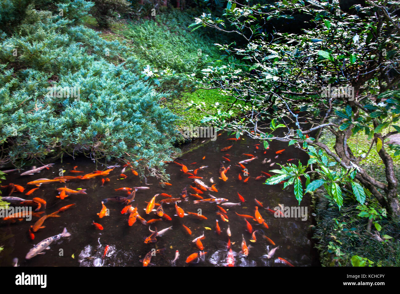 Pond with Koy Fish, Byodo-In, Kahaluu, Oahu, Hawaiii Stock Photo - Alamy