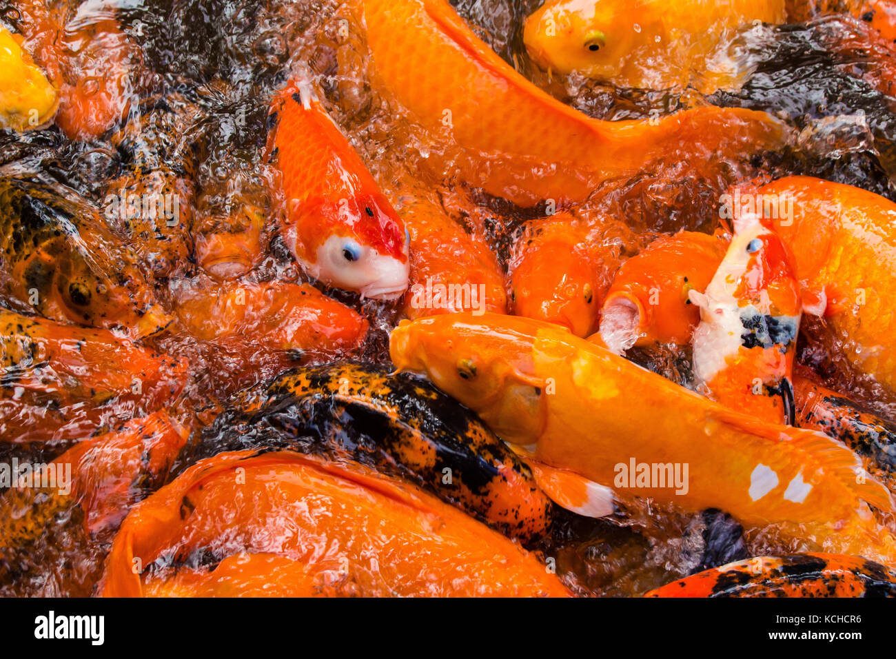 Byodo in hi-res stock photography and images - Alamy