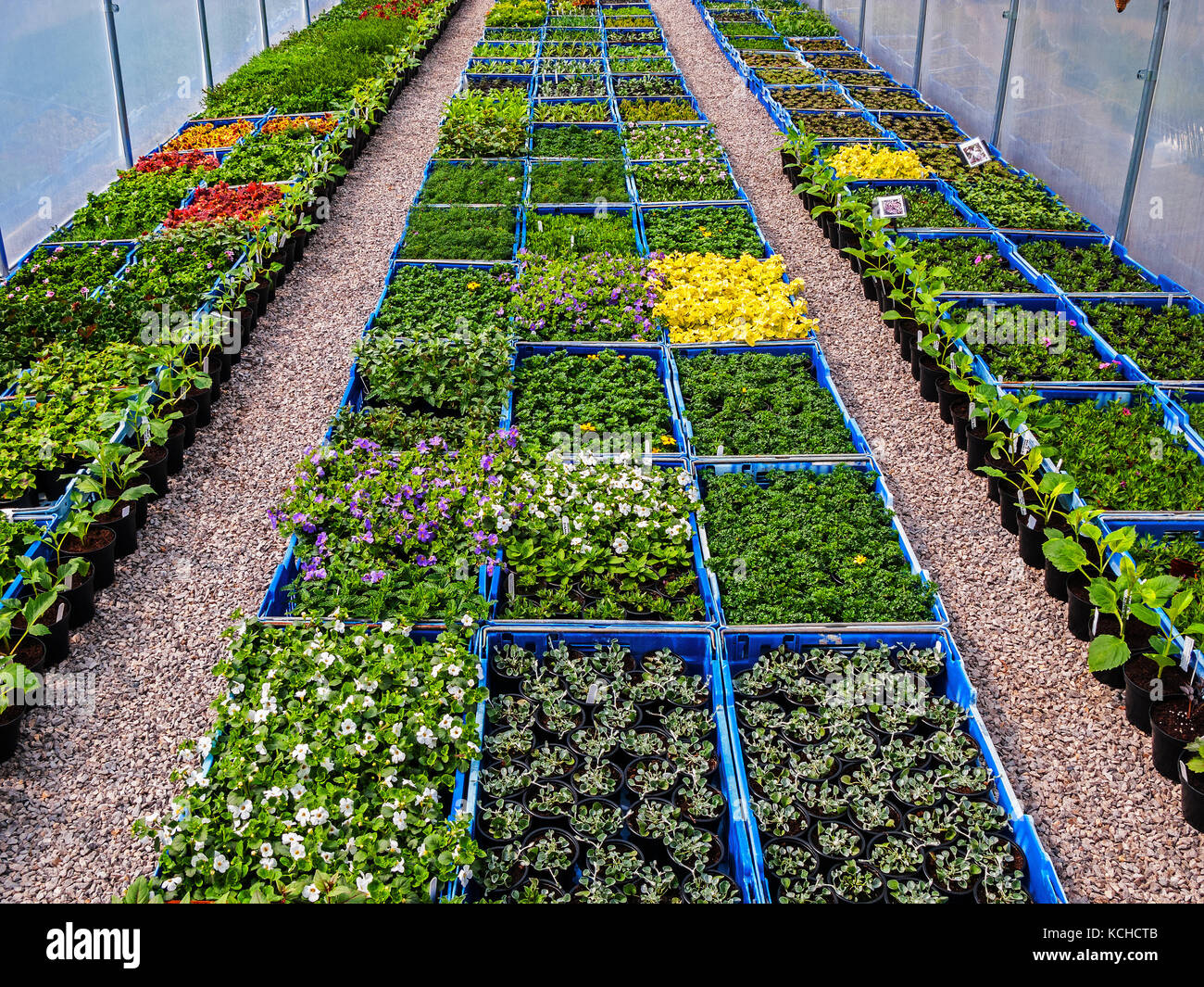 Nursery Commercial Polytunnel Stock Photo - Alamy
