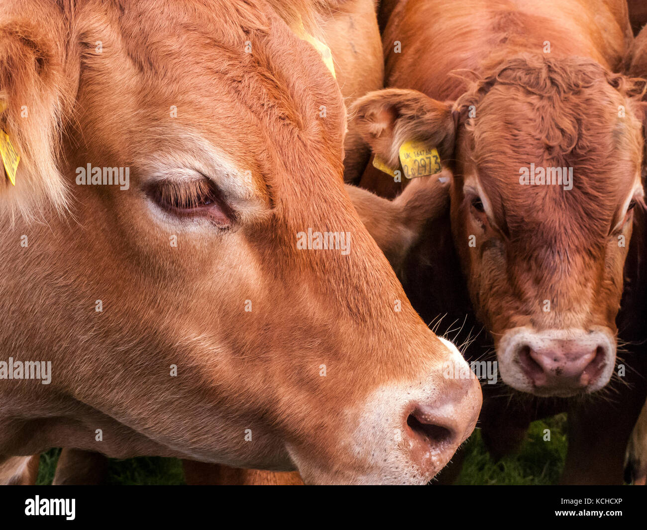 Red angus hi-res stock photography and images - Alamy