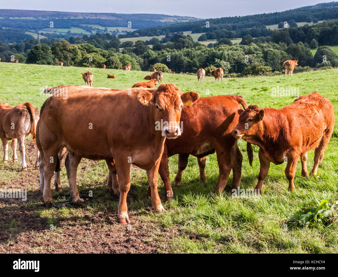 Angus cows hi-res stock photography and images - Alamy