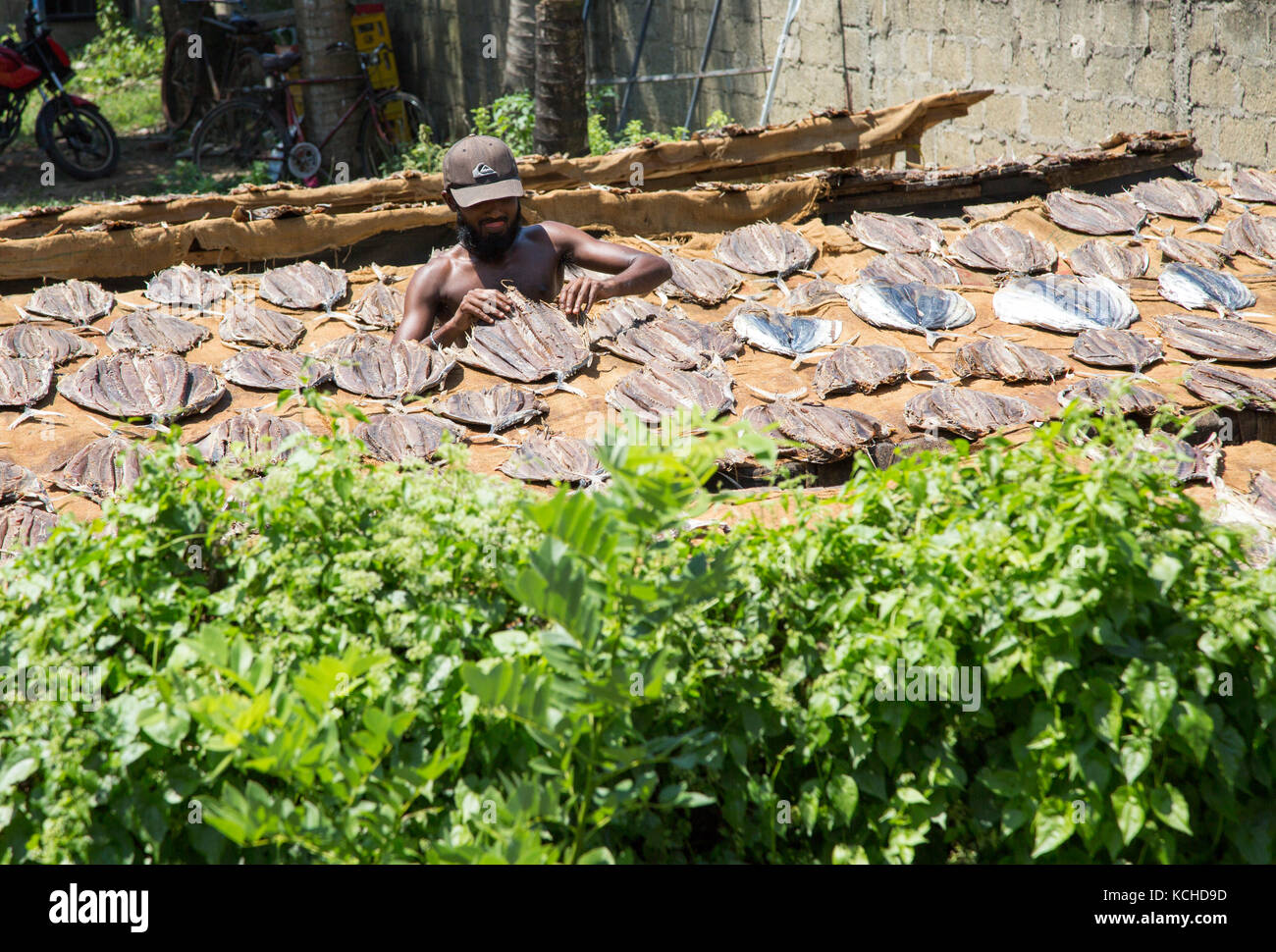 Sri lankan dried fish hi-res stock photography and images - Alamy