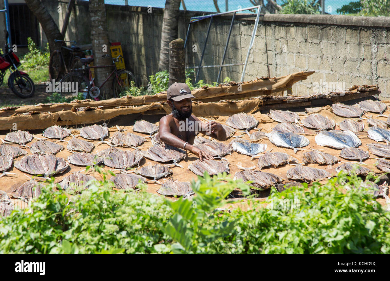 Sri lankan dried fish hi-res stock photography and images - Alamy