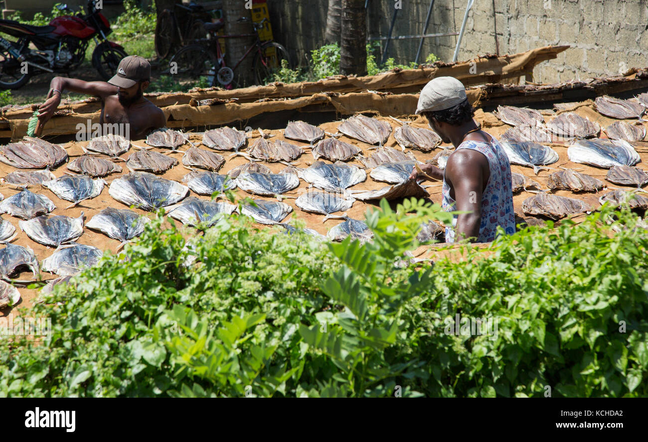 Sri lankan dried fish hi-res stock photography and images - Alamy