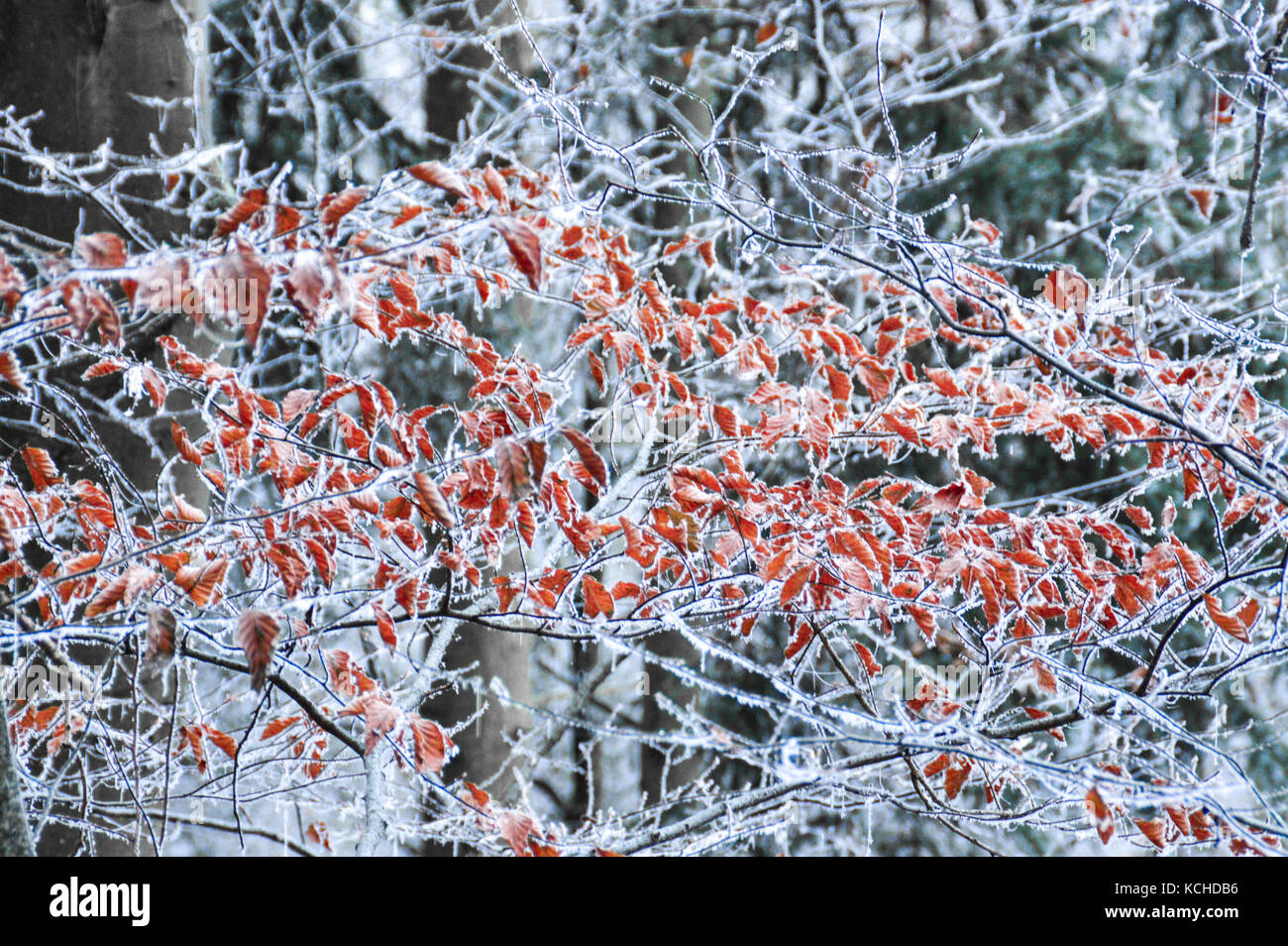 Freezing fog forest hi-res stock photography and images - Alamy