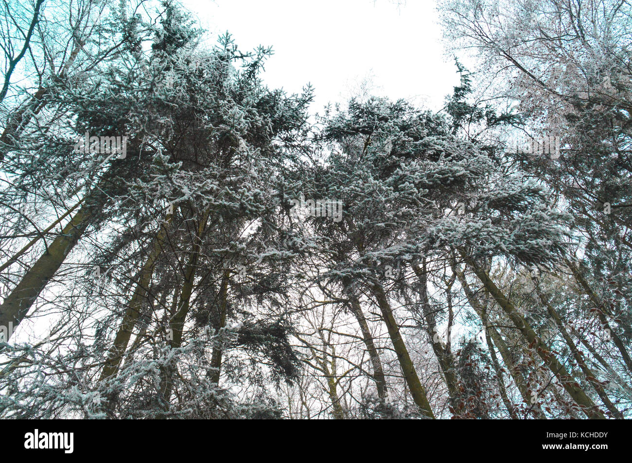 Freezing fog forest hi-res stock photography and images - Alamy