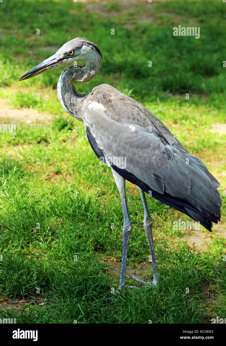 Great blue heron in the grass Stock Photo - Alamy