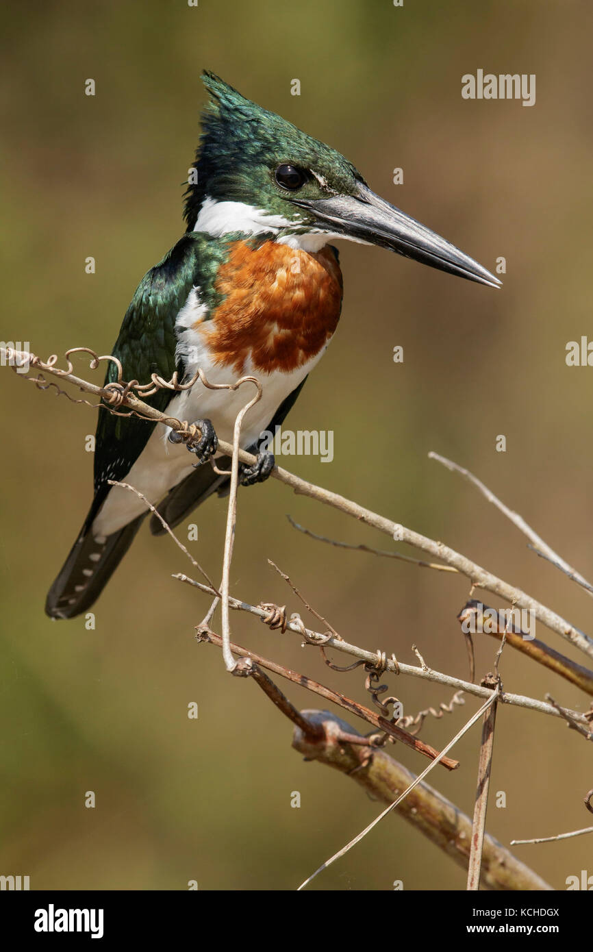 Amazona kingfisher hi-res stock photography and images - Alamy