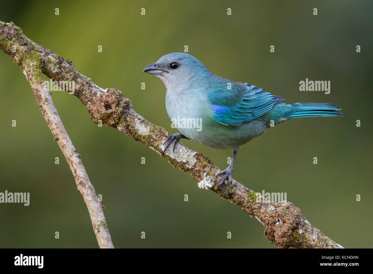 Azure-shouldered Tanager (Thraupis cyanoptera) perched on a branch in ...