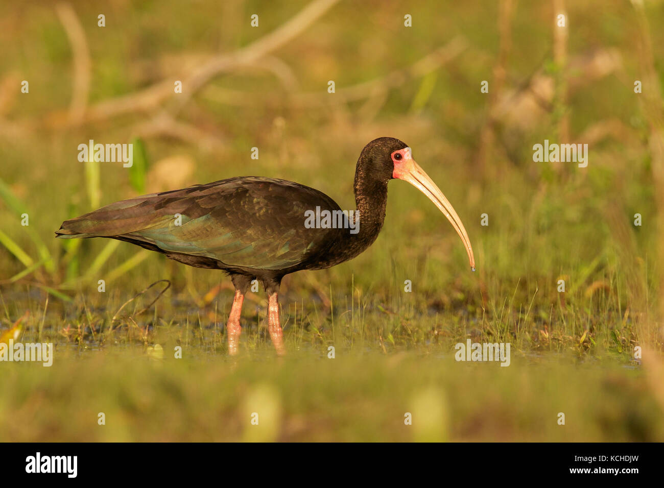 Bare-faced ibis (Phimosus infuscatus) feeding in a wetland area in the ...