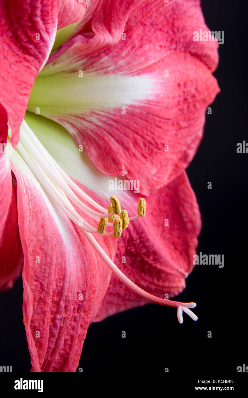 close up amaryllis Stock Photo - Alamy