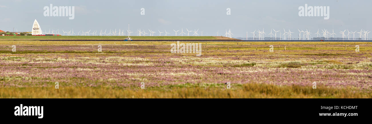 Salt marshes at the wadden sea on the north sea island Juist in East ...