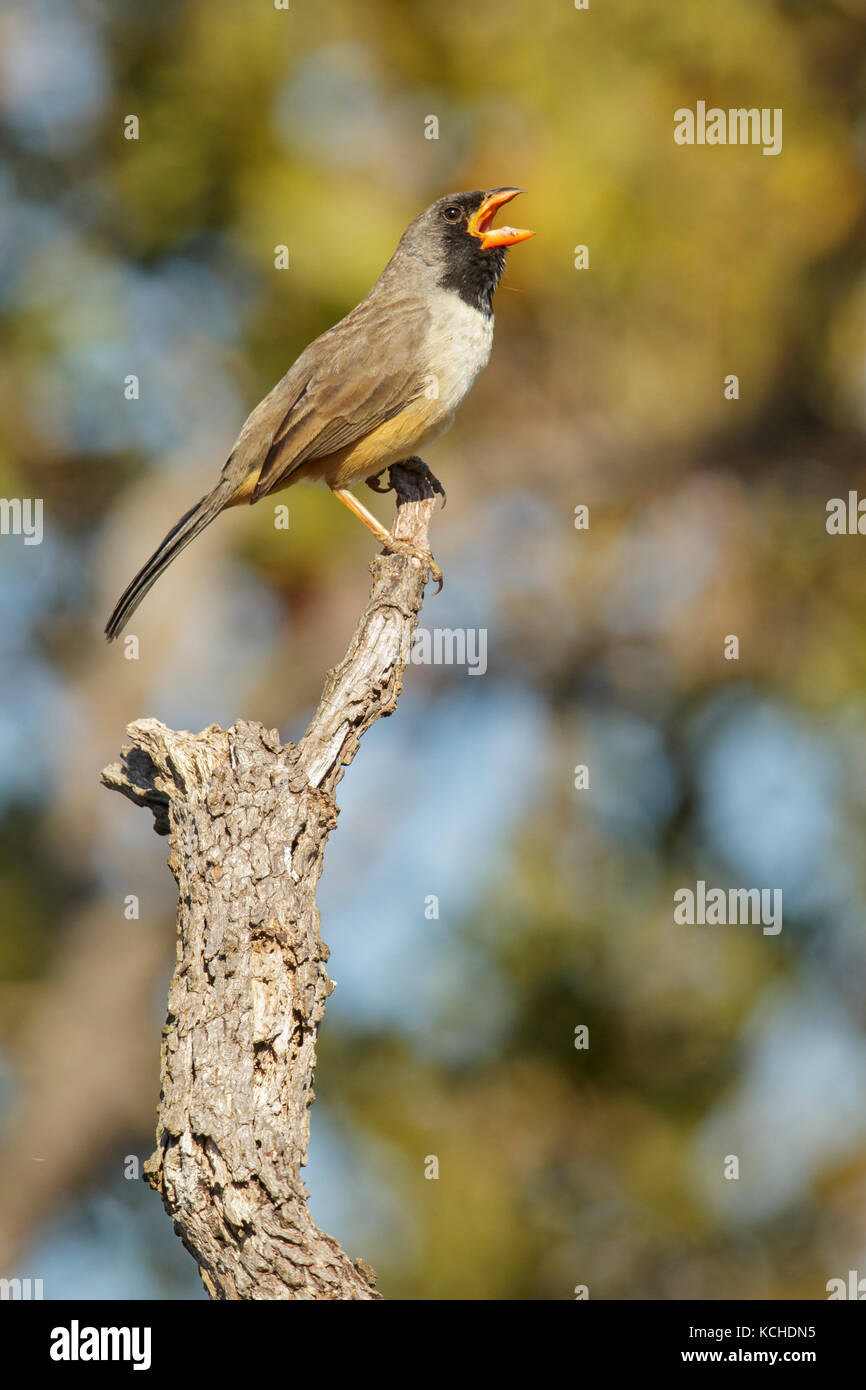 Black-throated Saltator (Saltator atricollis) perched on a branch in ...