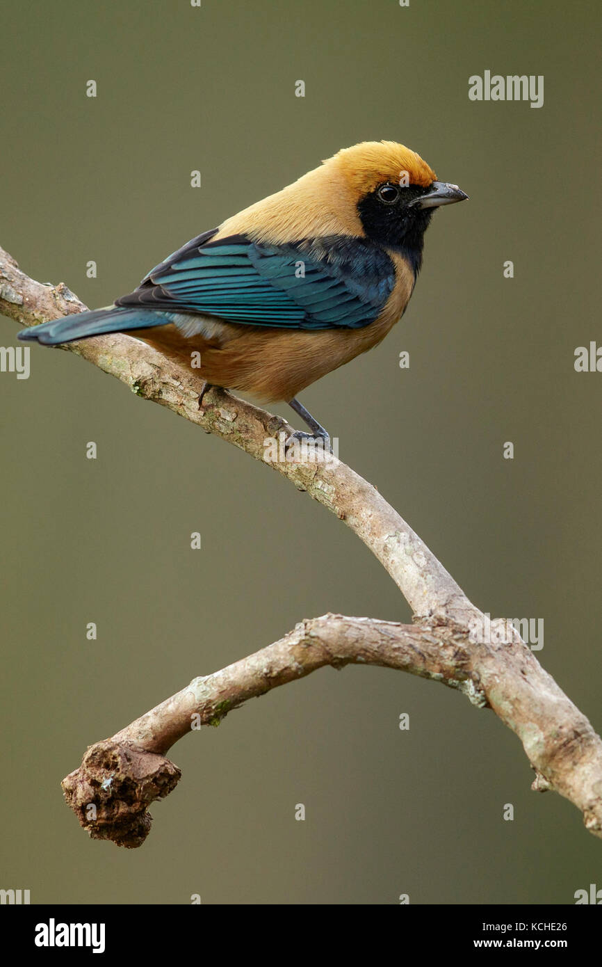 Burnished-buff Tanager (Tangara cayana) perched on a branch in the ...