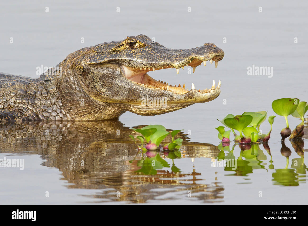 Caiman hi-res stock photography and images - Alamy