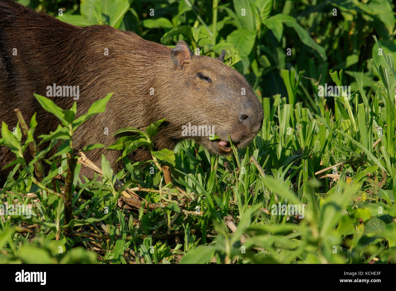 Capybara hi-res stock photography and images - Alamy
