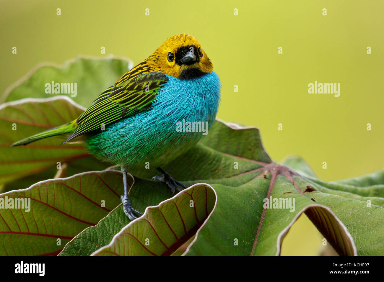 Gilt-edged Tanager (Tangara cyanoventris) perched on a branch in the ...