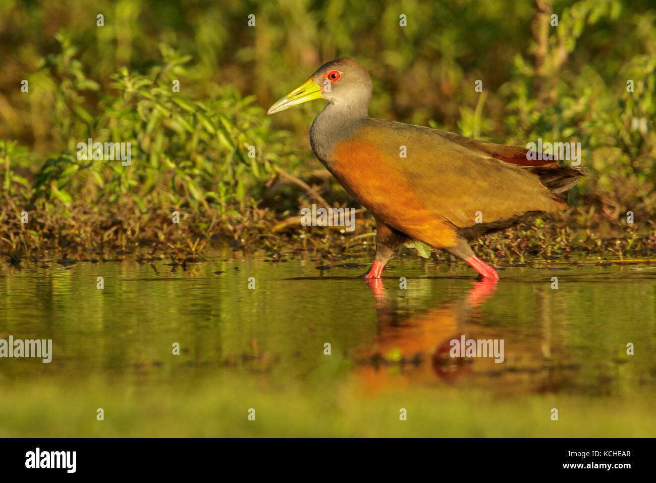 Gray-necked Wood-Rail (Aramides cajanea) feeding in a wetland area in ...