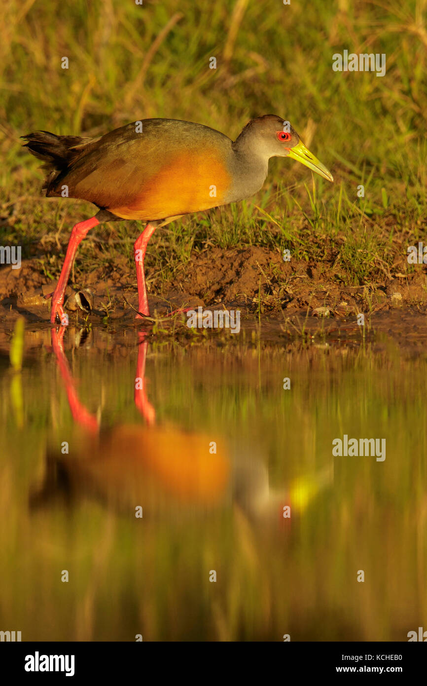 Gray-necked Wood-Rail (Aramides cajanea) feeding in a wetland area in ...