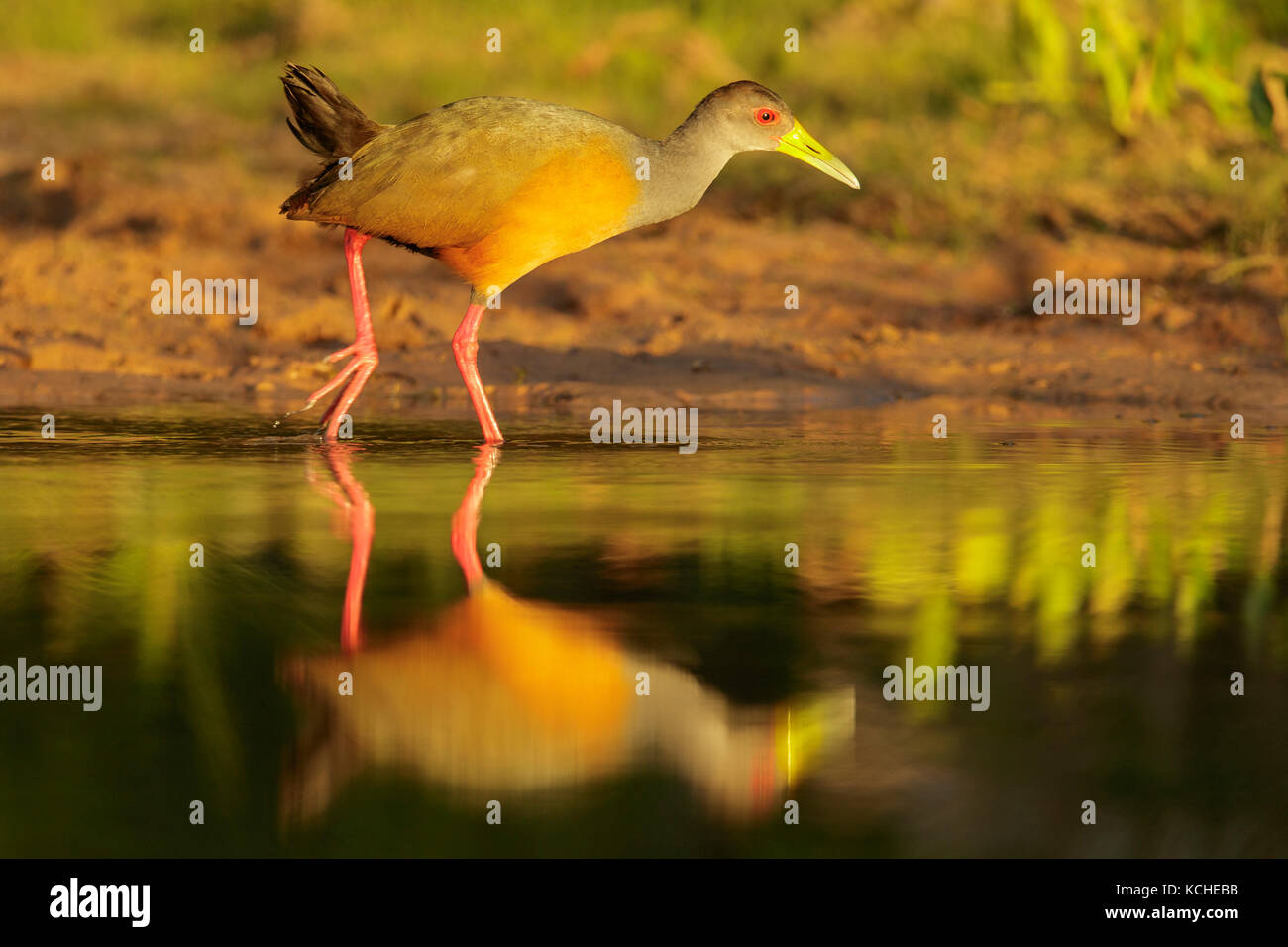Gray-necked Wood-Rail (Aramides cajanea) feeding in a wetland area in ...