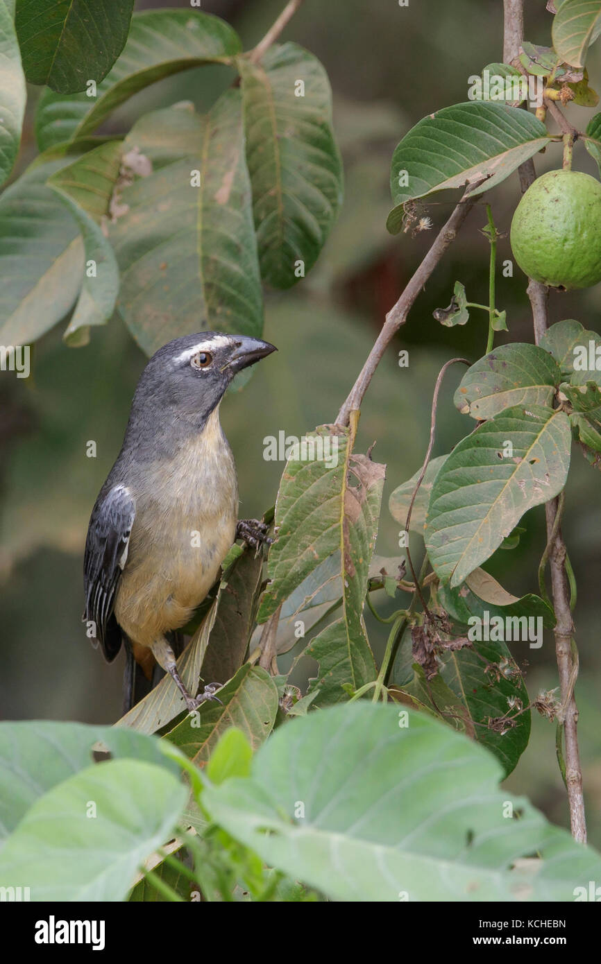 Grayish saltator hi-res stock photography and images - Alamy