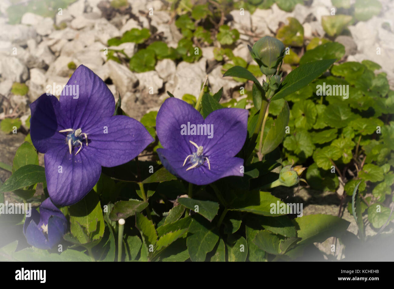 Viola beautiful hi-res stock photography and images - Alamy
