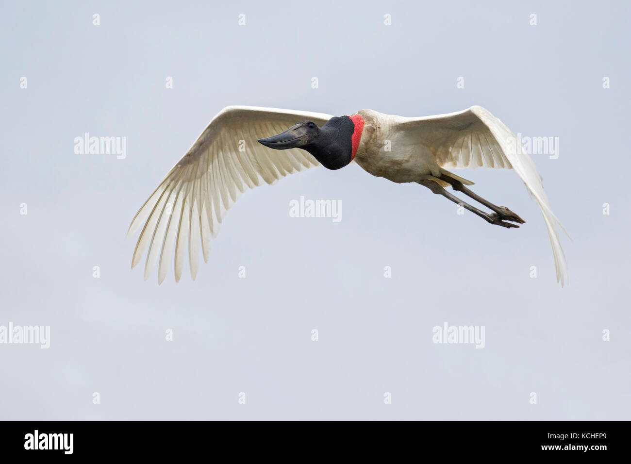 Jabiru (Jabiru mycteria) flying in the Pantanal region of Brazil Stock ...