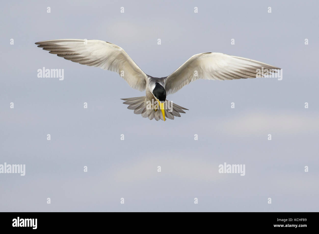 Large-billed Tern (Phaetusa simplex) flying in the Pantanal region of ...