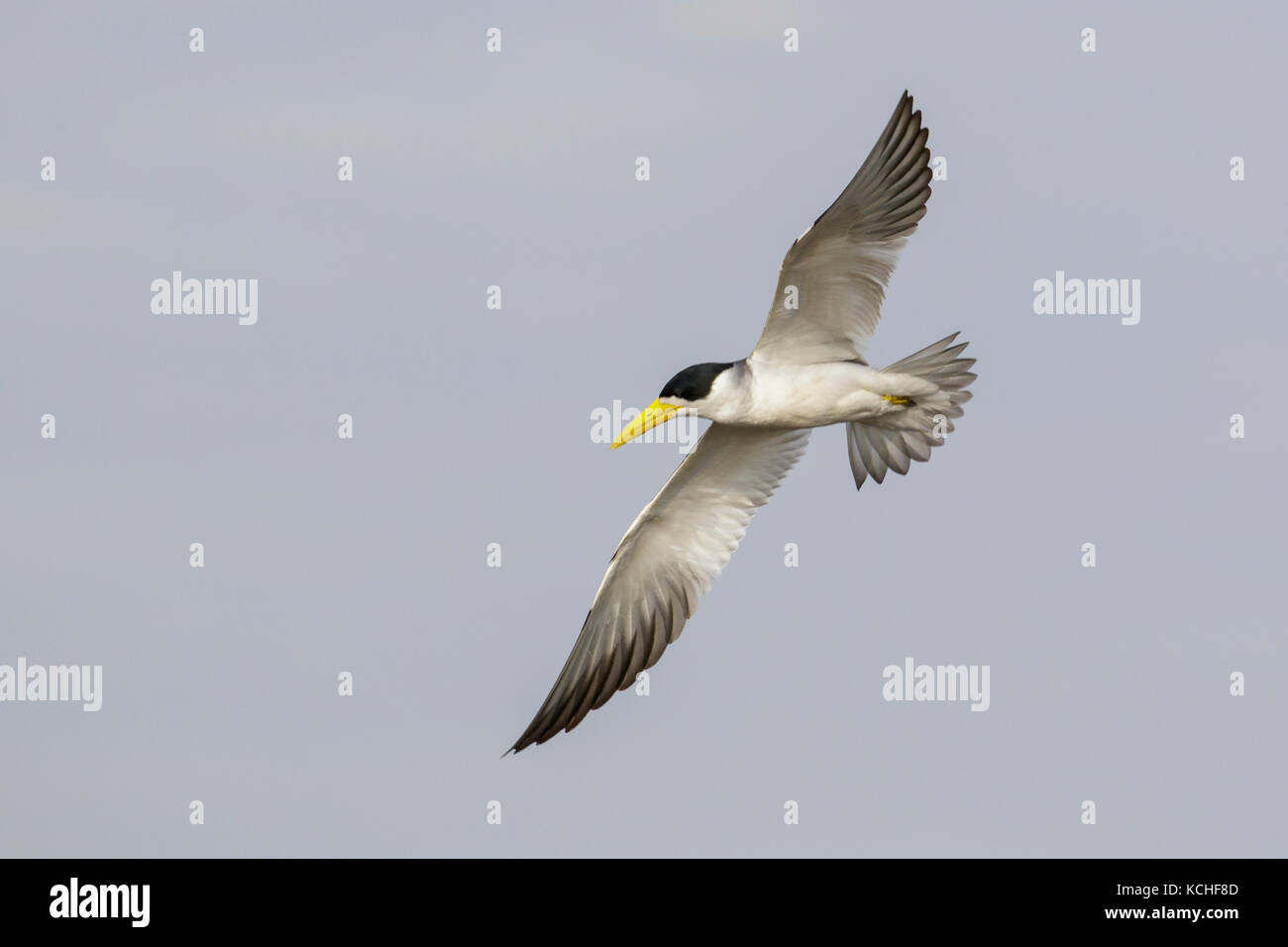 Large-billed Tern (Phaetusa simplex) flying in the Pantanal region of ...