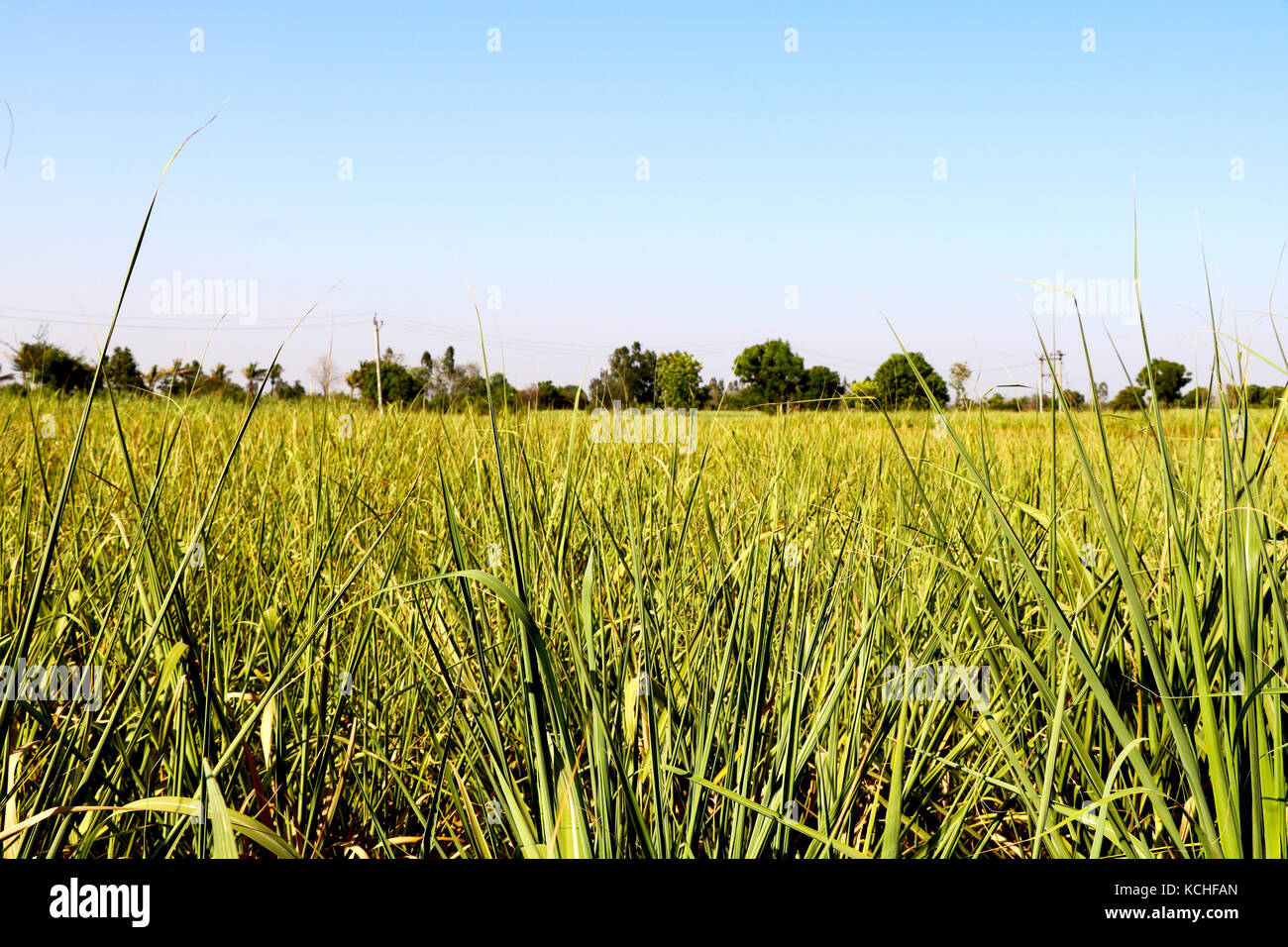 Sugar cane farm Stock Photo - Alamy