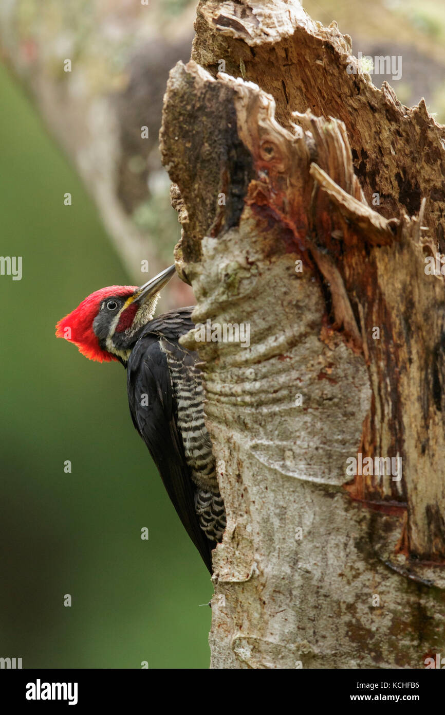 Lineated Woodpecker (Dryocopus lineatus) perched on a branch in the ...