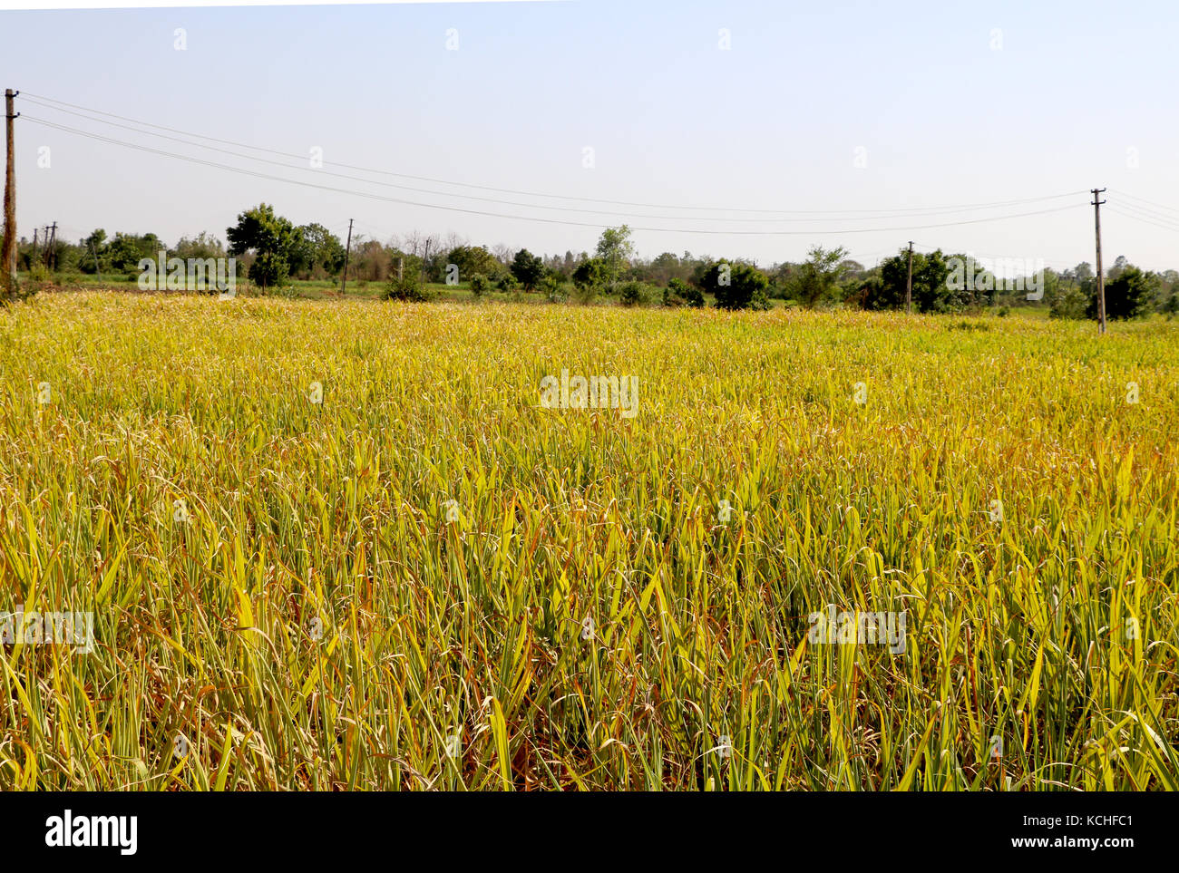 Sugar cane farm Stock Photo - Alamy