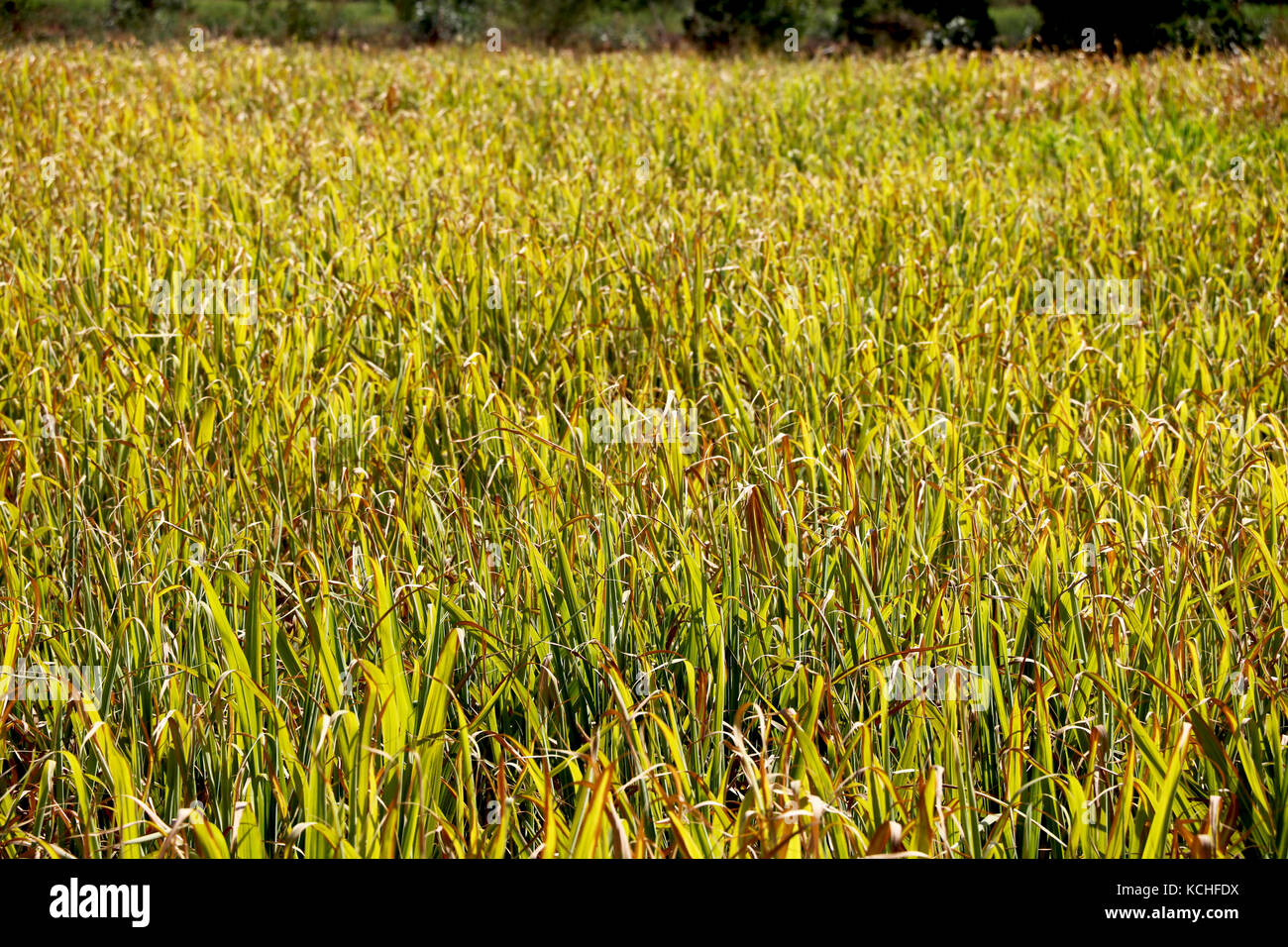 Sugar cane farm hi-res stock photography and images - Alamy