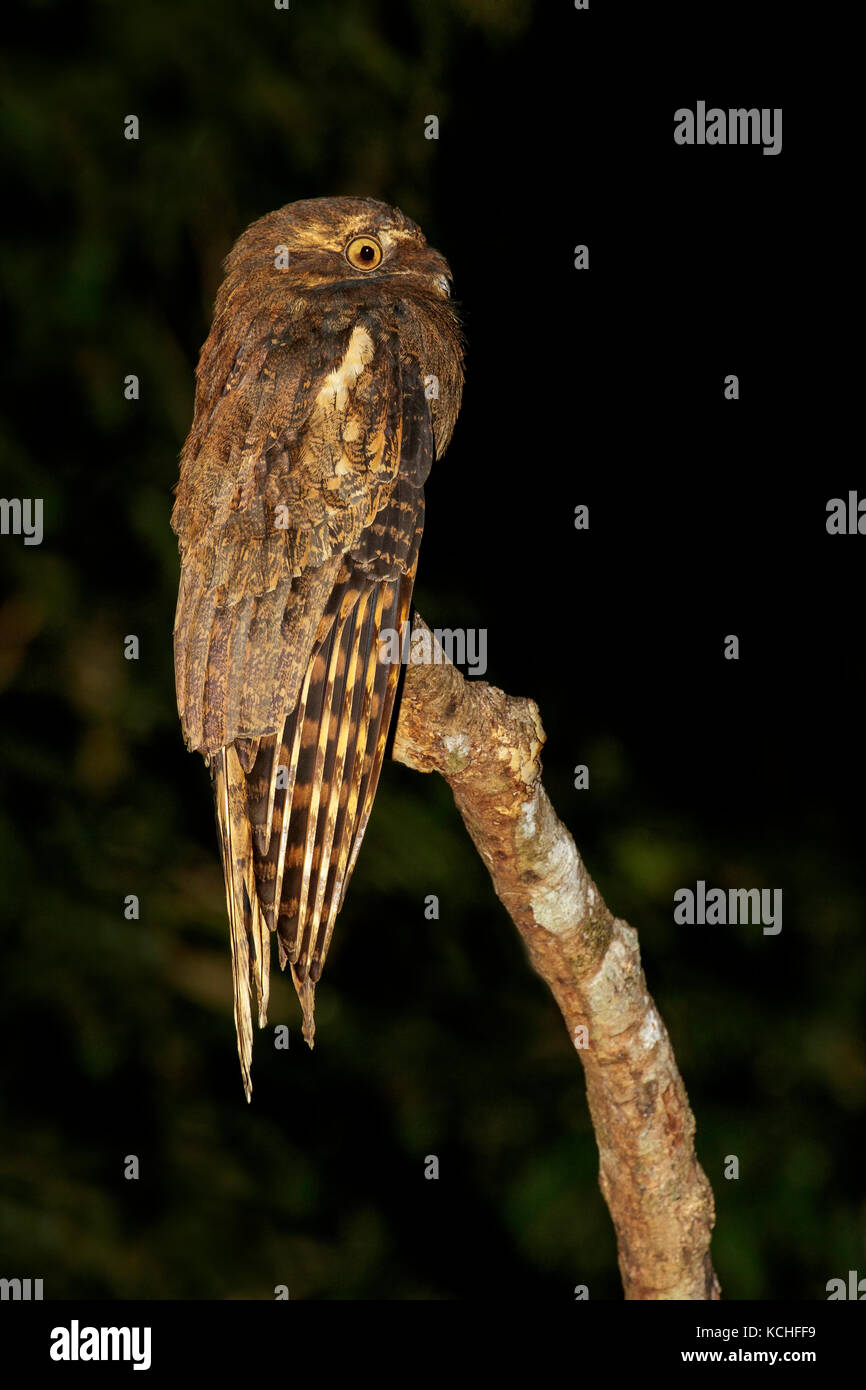 Potoo bird hi-res stock photography and images - Alamy