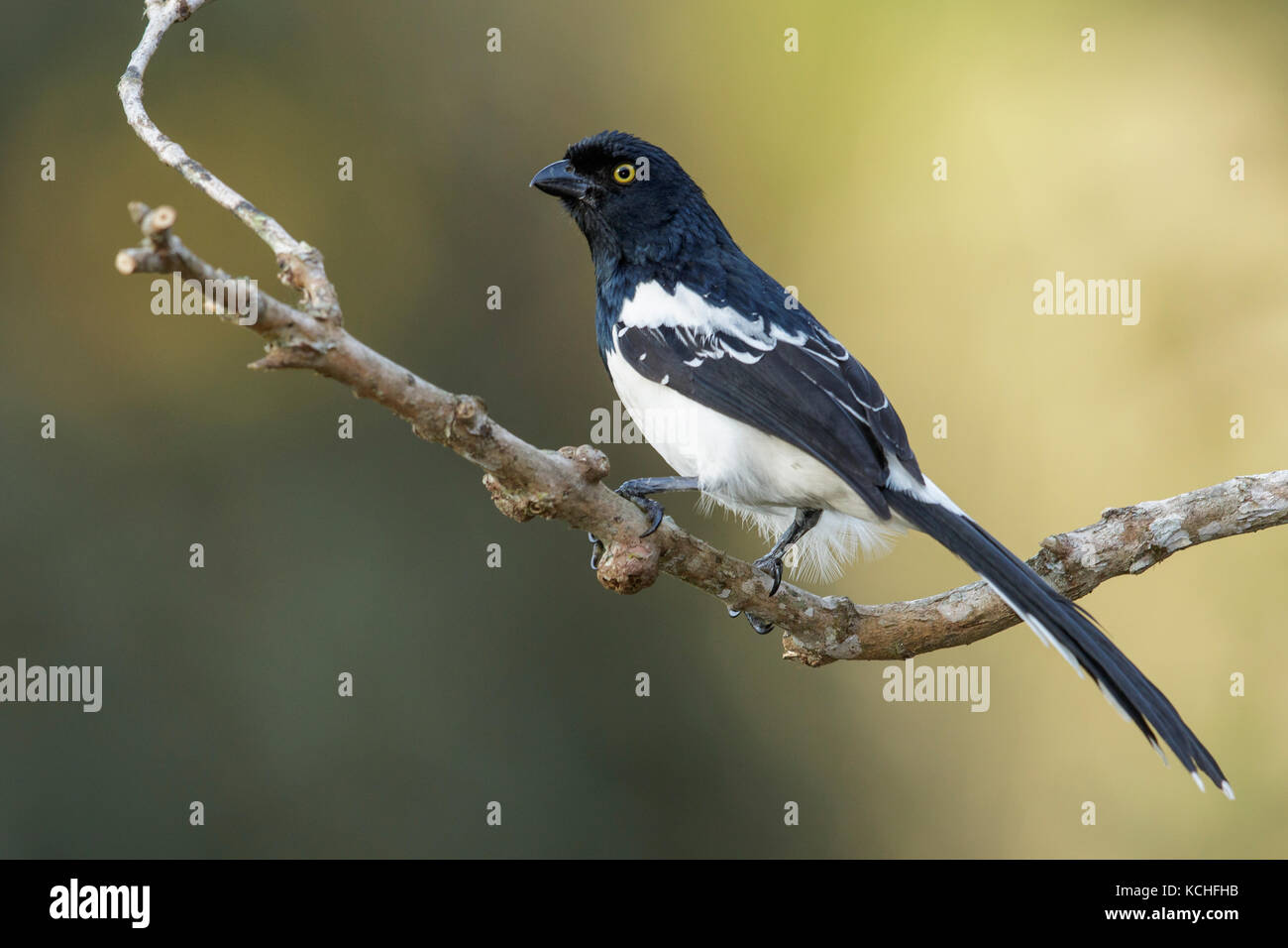 Magpie Tanager (Cissopis leverianus) perched on a branch in the ...