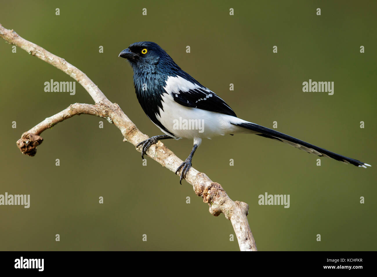 Magpie Tanager (Cissopis leverianus) perched on a branch in the ...