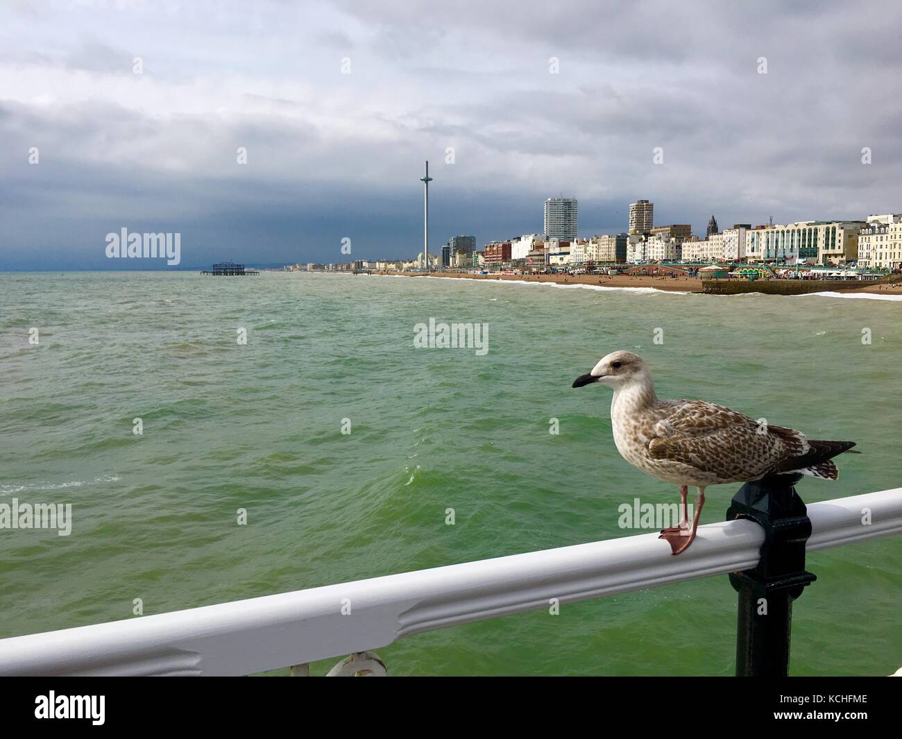 Birds of brighton hi-res stock photography and images - Alamy