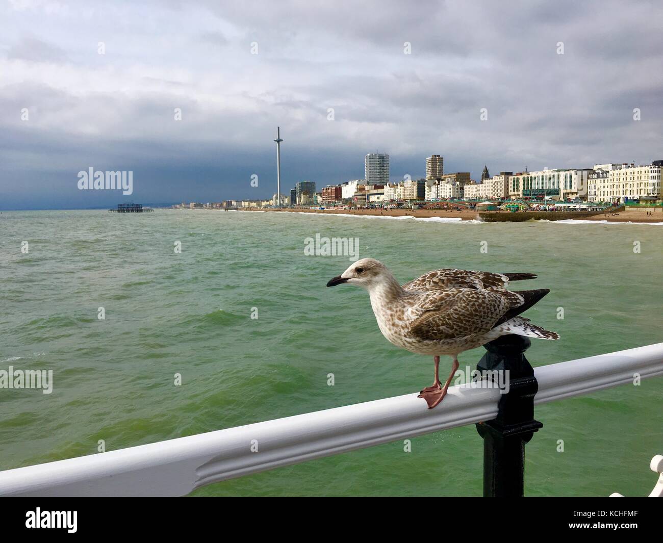 Birds of brighton hi-res stock photography and images - Alamy