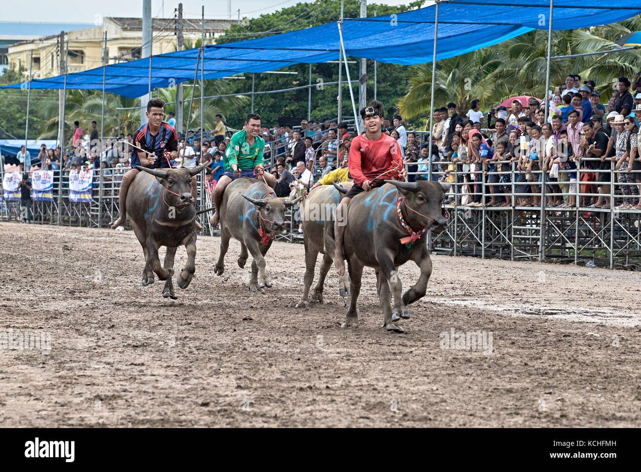 Buffalo racing, Unusual sport, Thailand, Southeast Asia. Asian sporting ...