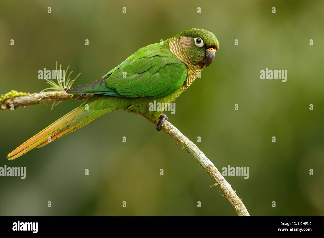 Maroon bellied parakeet pyrrhura frontalis hi-res stock photography and ...