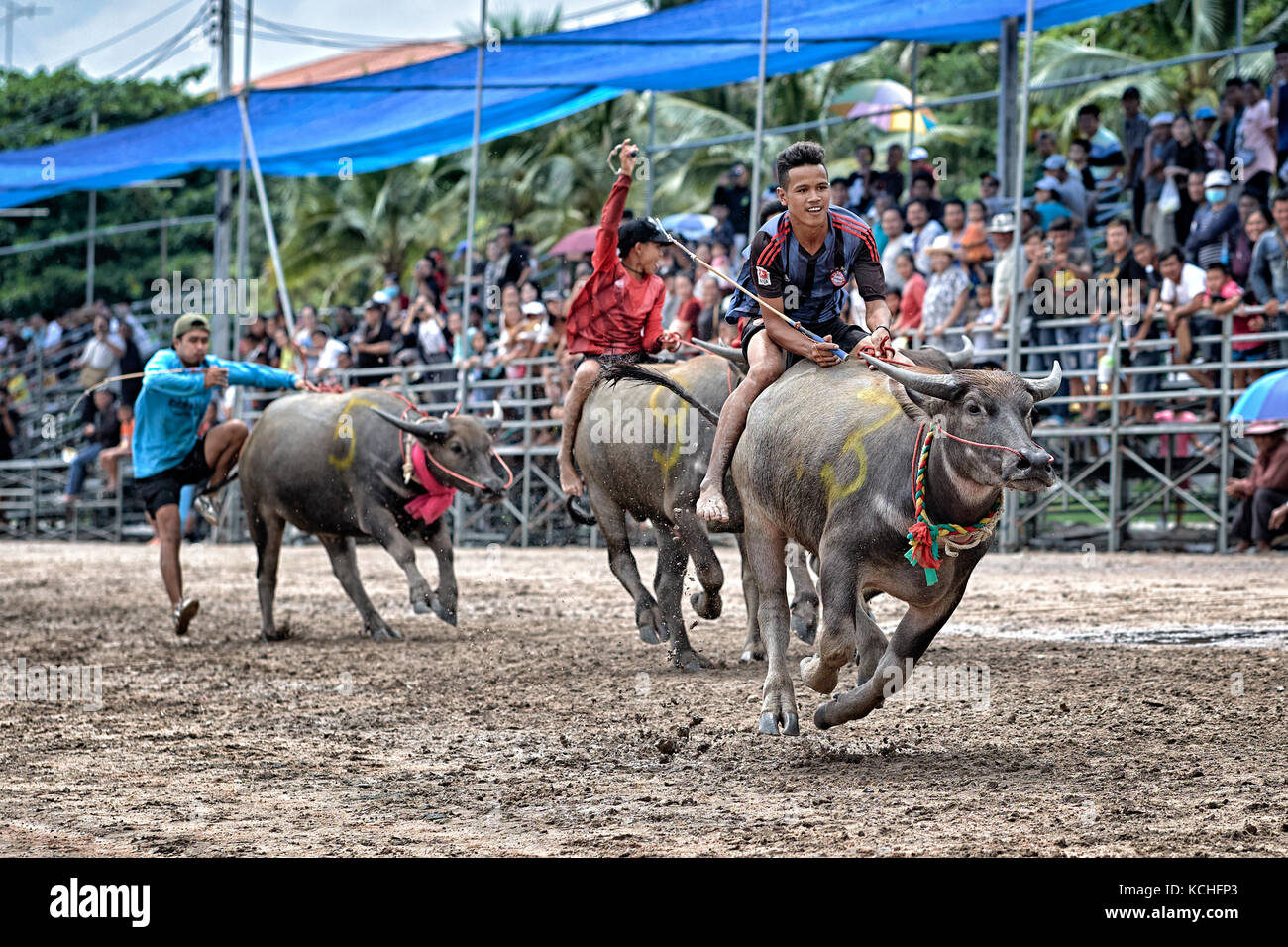 Buffalo racing, Unusual sport, Thailand, Southeast Asia. Asian sporting ...