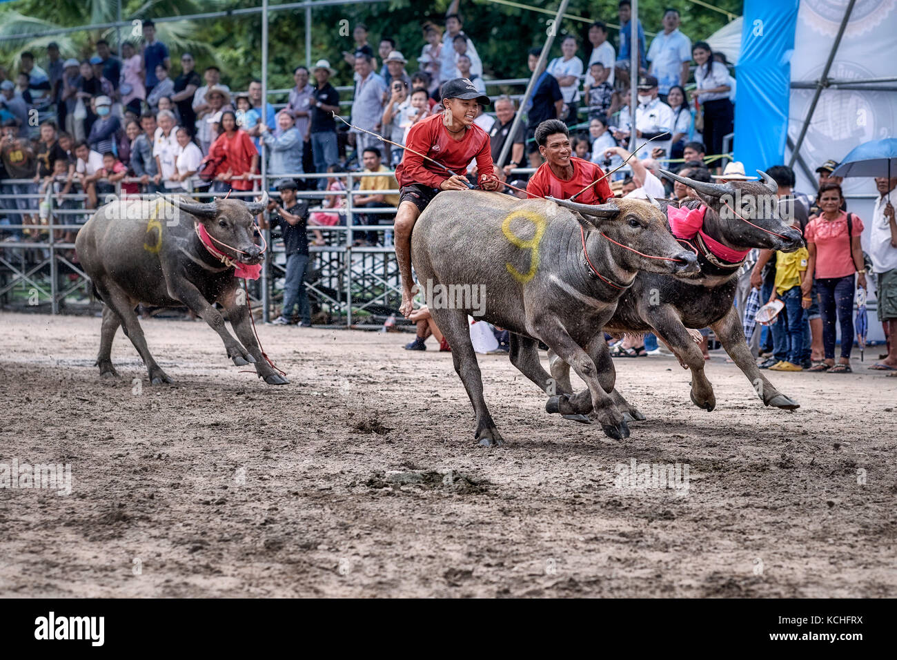 Buffalo racing, Unusual sport, Thailand, Southeast Asia. Asian sporting ...