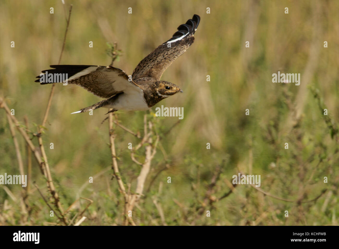 Podager hi-res stock photography and images - Alamy